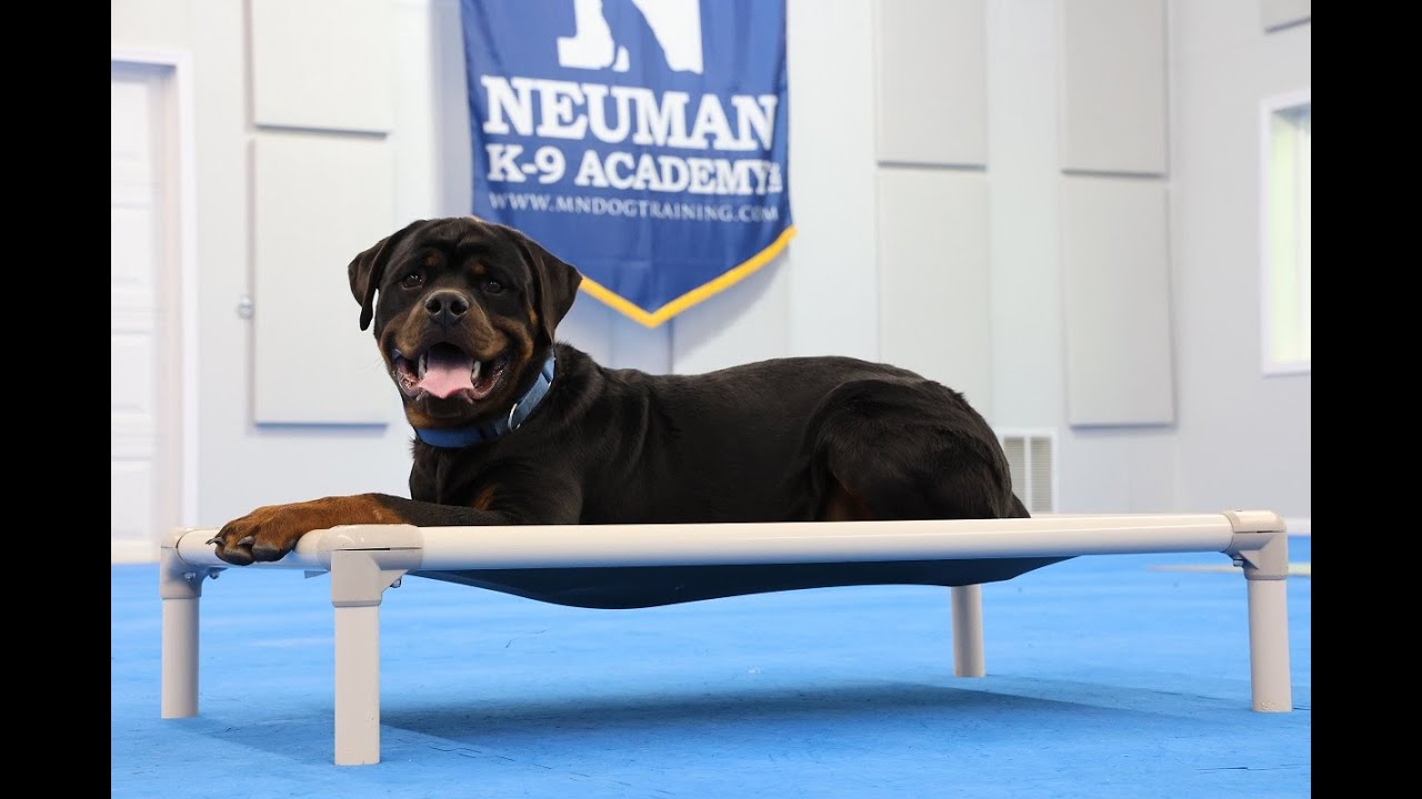 Rylo (Rottweiler) Puppy Camp Dog Training Video Demonstration - YouTube