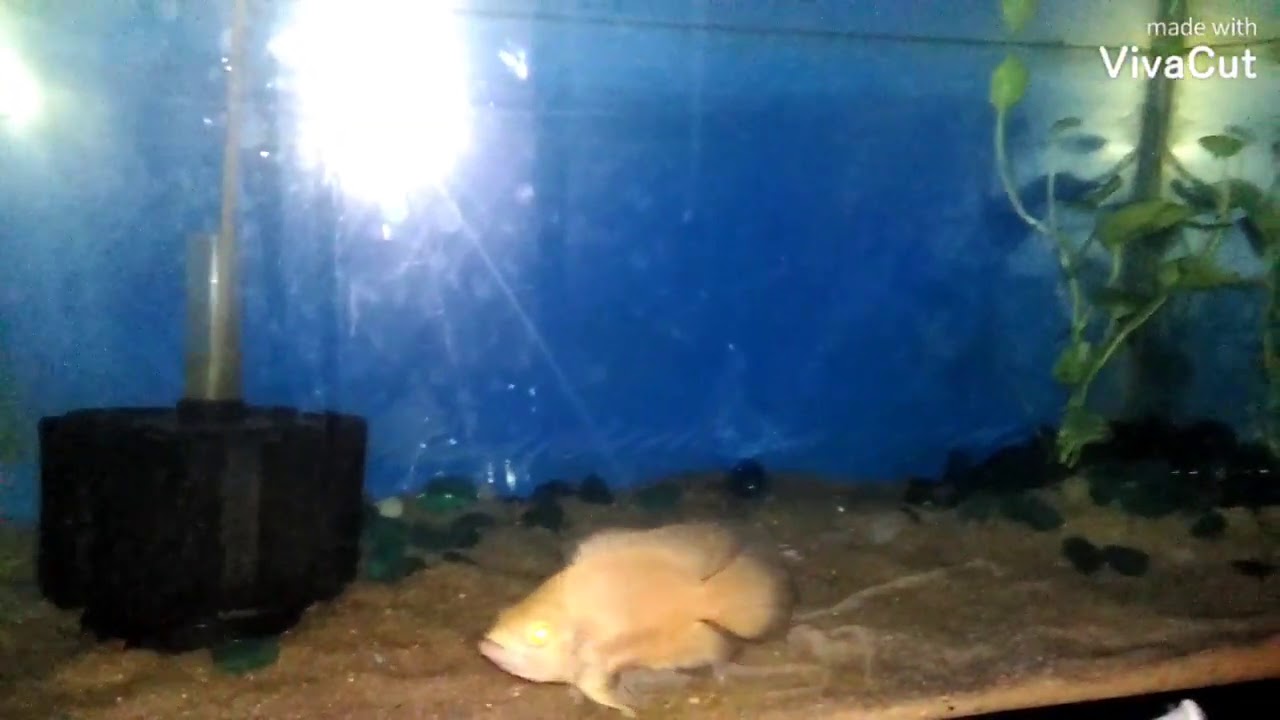 Ripped fins of Oscar and treating it with... - YouTube
