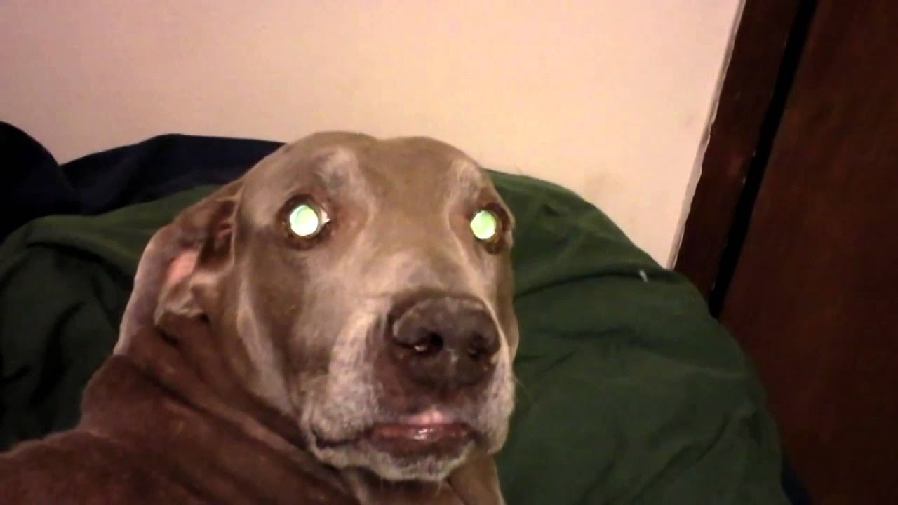 MY TALKING DOG INSULTS YOU - YouTube