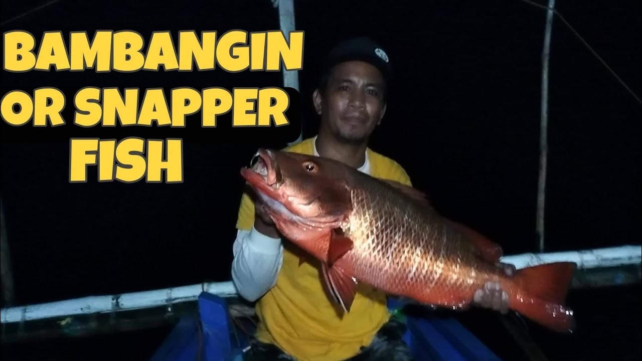BAMBANGIN or SNAPPER FISH | HANDLINE NIGHT Fishing. - YouTube