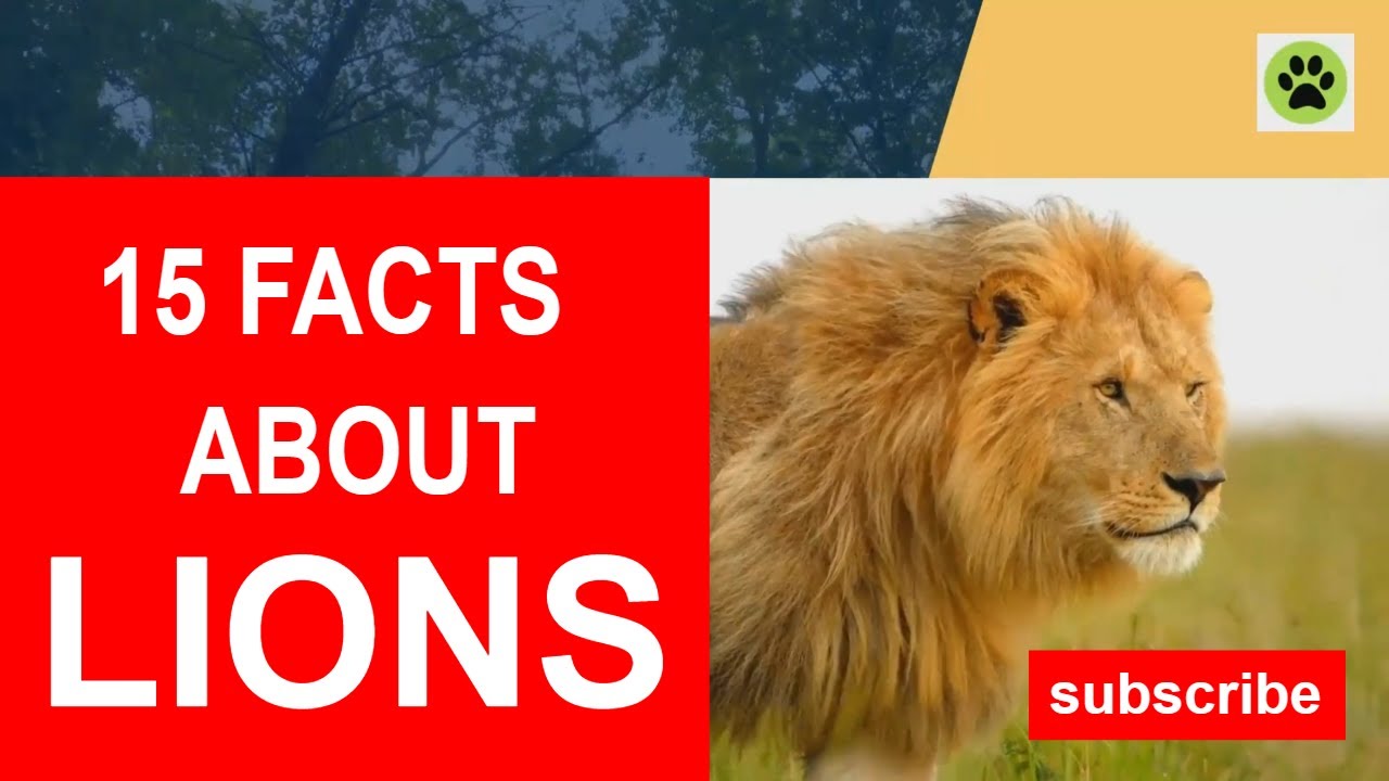 15 Facts About Lions - Learn Lion Facts - Interesting Fun Facts - HD ...