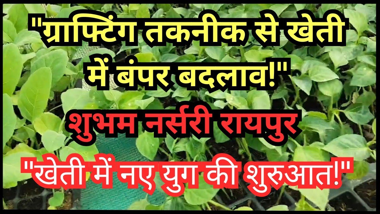 ग्राफ्टिंग तकनीक से खेती में बंपर बदलाव खेती में नए युग की शुरुआत