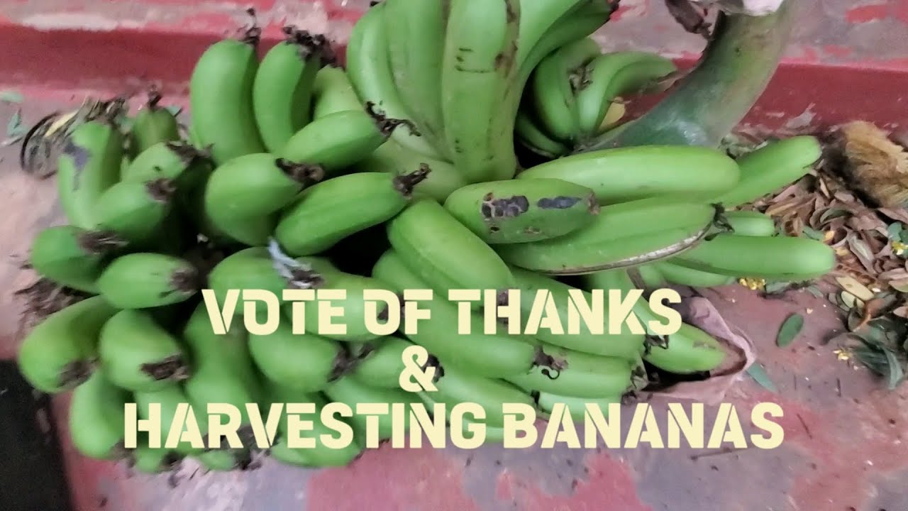 VOTE of THANKS & HARVESTING BANANAS.... - YouTube