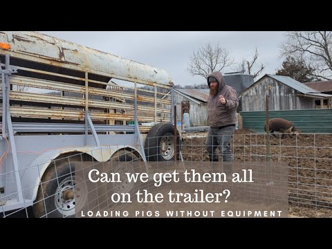 Loading Hereford hogs - YouTube