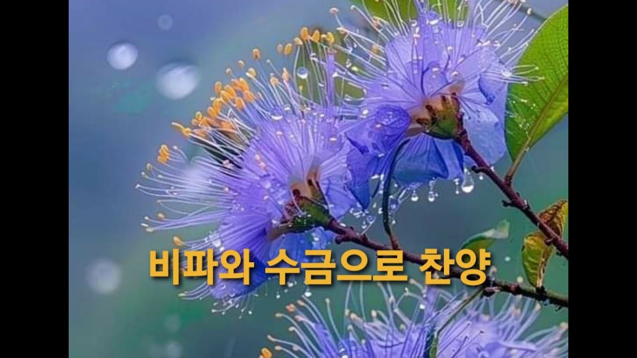 2024년 7월14일 비파와 수금으로 찬양 Youtube