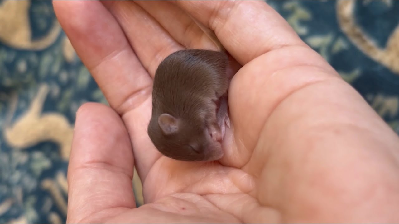 What I've learnt raising baby mice | Tips for first time breeders - YouTube