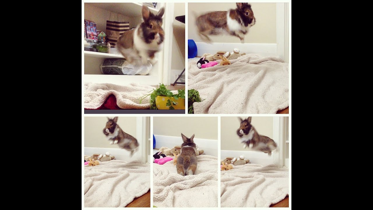 Lily binky compilation | Bunny rabbit binkies | bunny happy dance ...