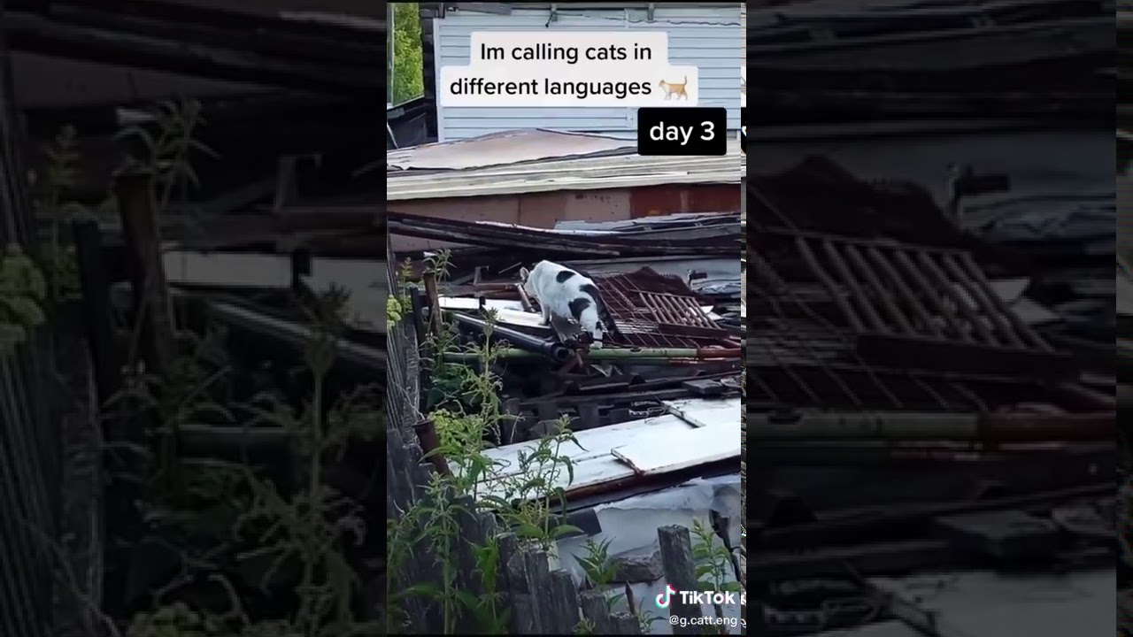 Im Calling Cats In Different Languages YouTube im-calling-cats-in-different-languages-youtube