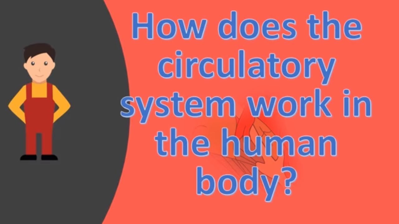 how-does-the-circulatory-system-work-in-the-human-body-frequent