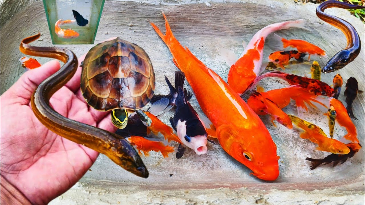 Catch ornamental fish in ponds, eels, betta fish, colorful fish ...