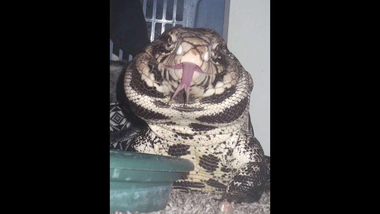 Midgard Tegu Update.... - YouTube