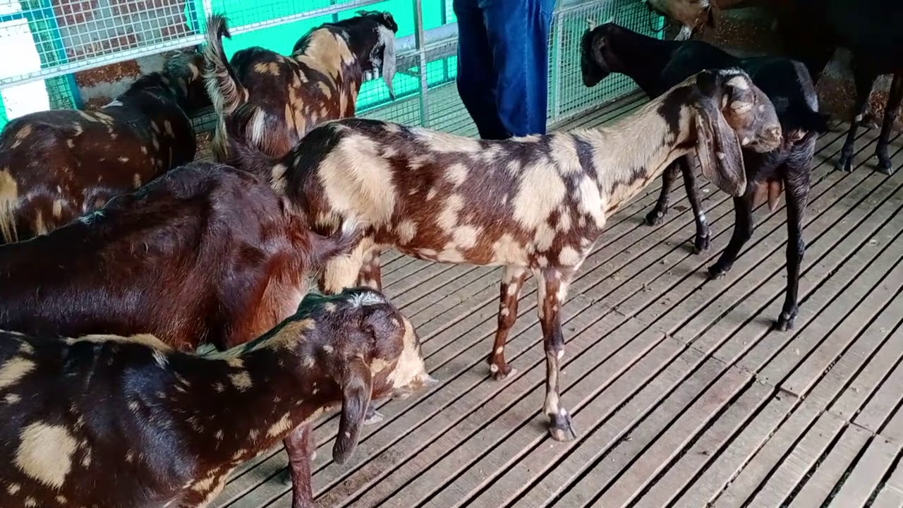 Sam Goat Farm Bajpe, Mangalore - YouTube