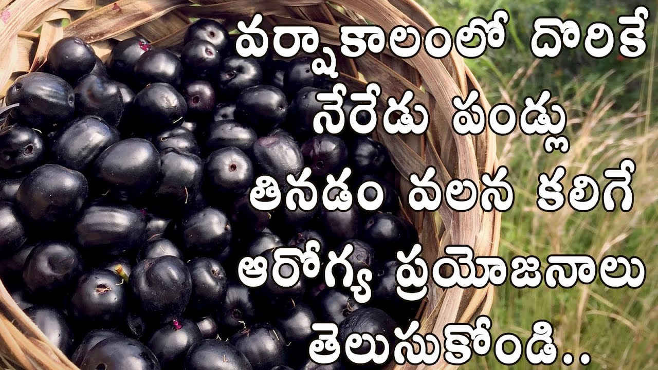 Alla Neredu Pallu Uses In Telugu Neredu Pallu Health Benefits In alla-neredu-pallu-uses-in-telugu-neredu-pallu-health-benefits-in