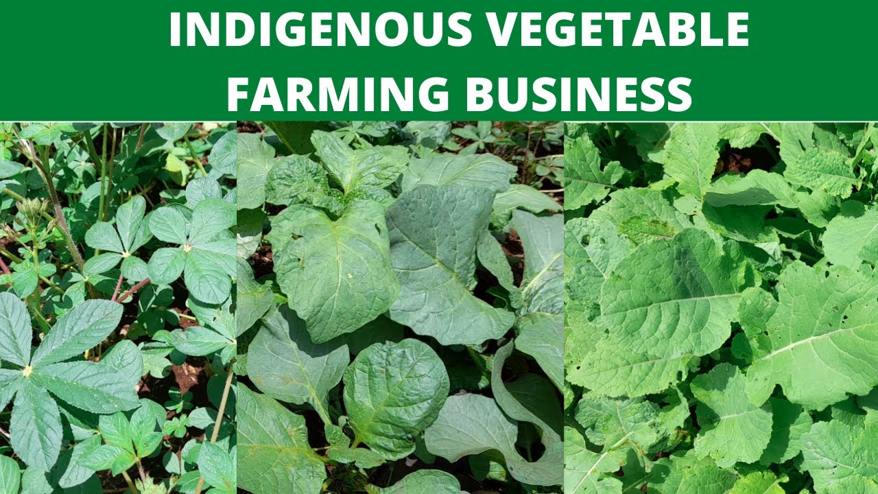 farming business|mboga za kienyeji farming|African Indigenous ...