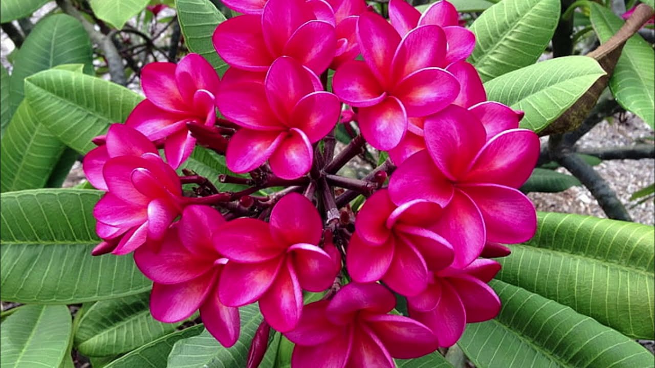 Flowering plants - YouTube