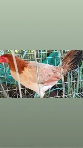 Pure 5K Sweater Bullhen - YouTube