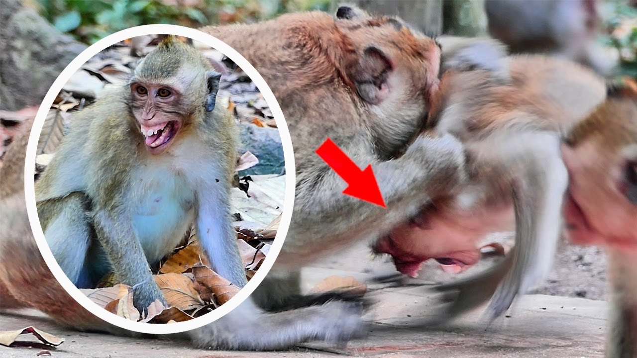 Oh god!! Unknown the reason why King Monkey Mark does this to his troop ...