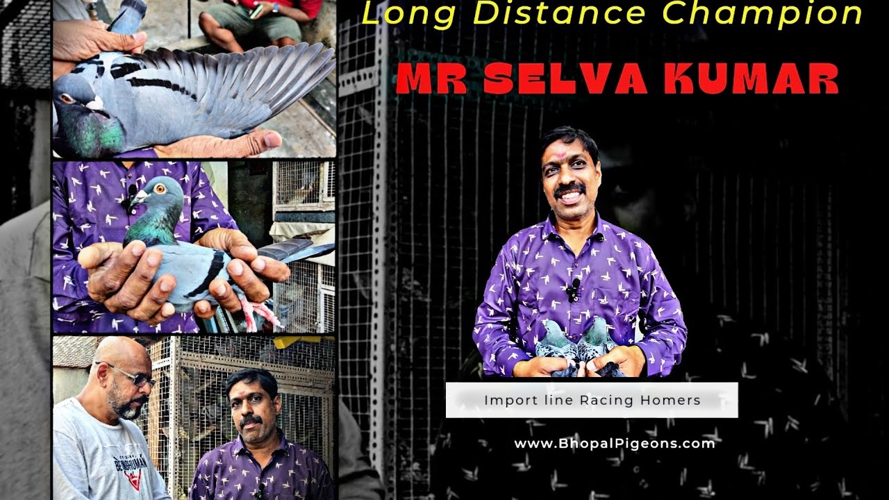 CHAMPION OF LONG DISTANCE RACING HOMERS MR SELVA KUMAR - YouTube