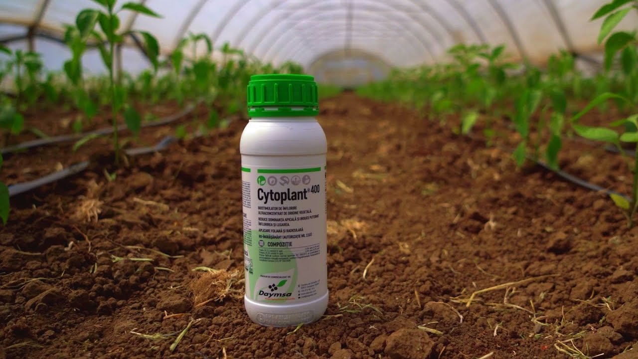 Cytoplant, biostimulatorul de creștere și fructificare care sporește ...