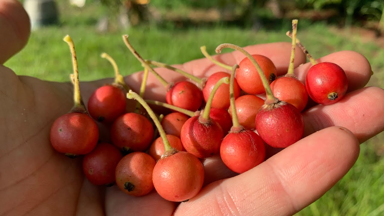 Calabura fruta com sabor de Algodão doce , quem conhece ? Sabe como ...