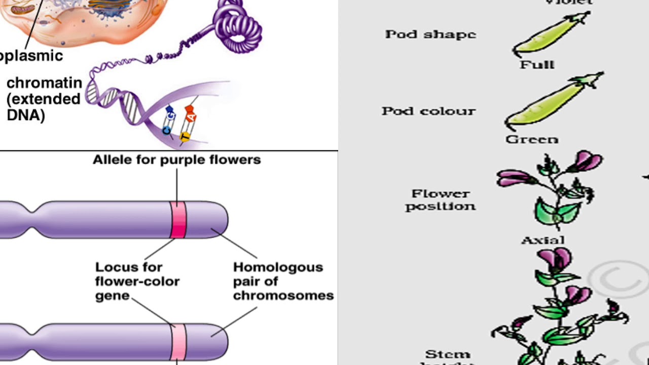 principles of inheritance and variation - YouTube