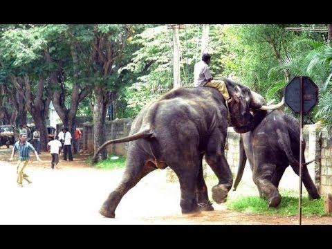 gajaraju fight today - YouTube