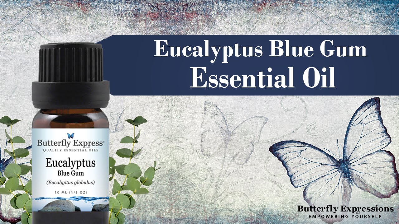 Eucalyptus Blue Gum Essential Oil - YouTube