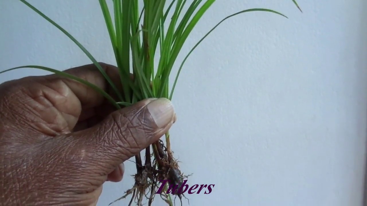 Herbal plants of Sri Lanka/Cyperus rotundus /Nut grass/ Kalanduru - YouTube