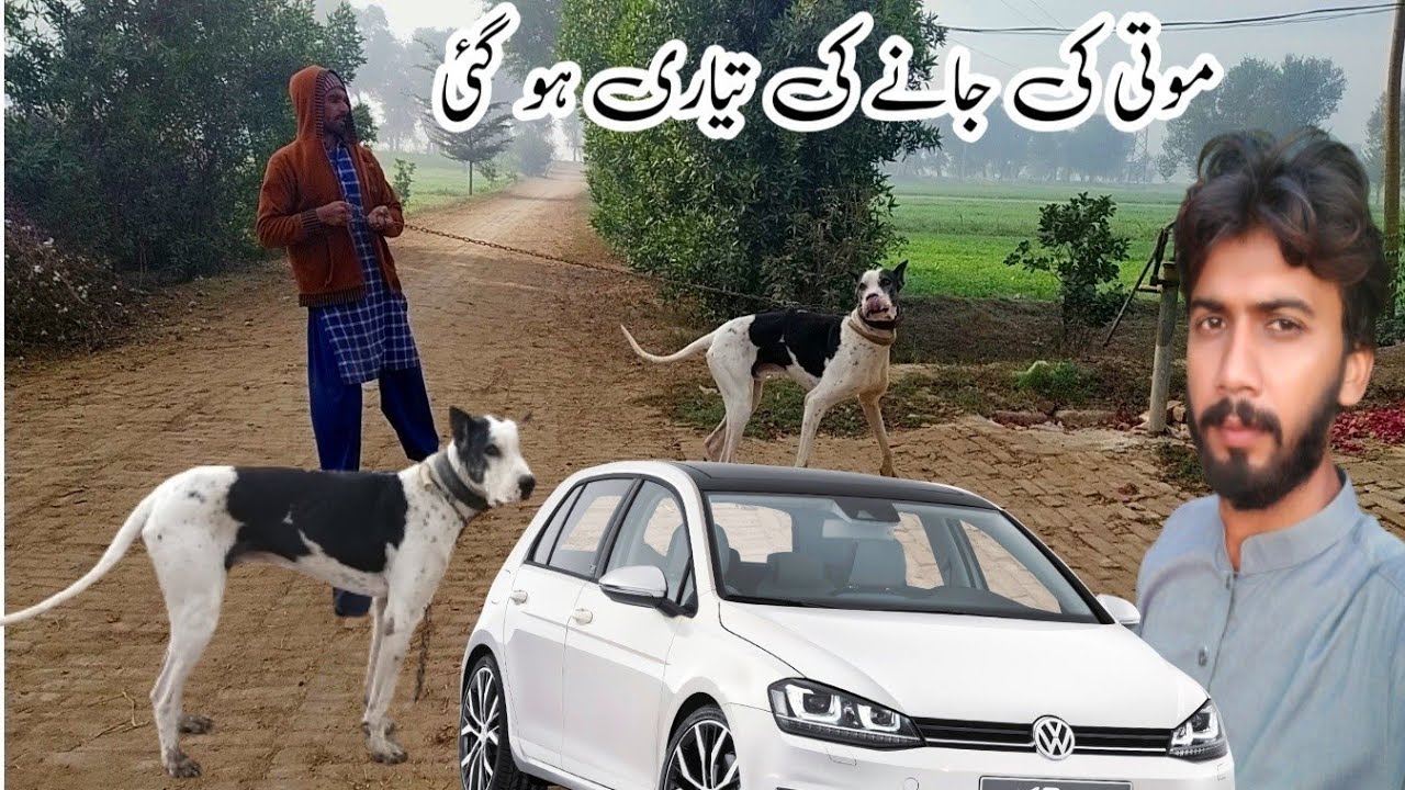 moti k jany ki tayari ho gai /DogsPK - YouTube