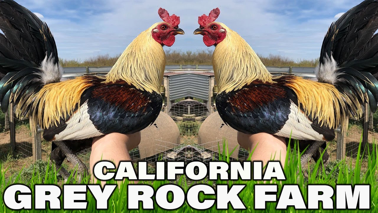 Home Of The Best Show Birds - Grey Rock Farm California | Farm Visit ...