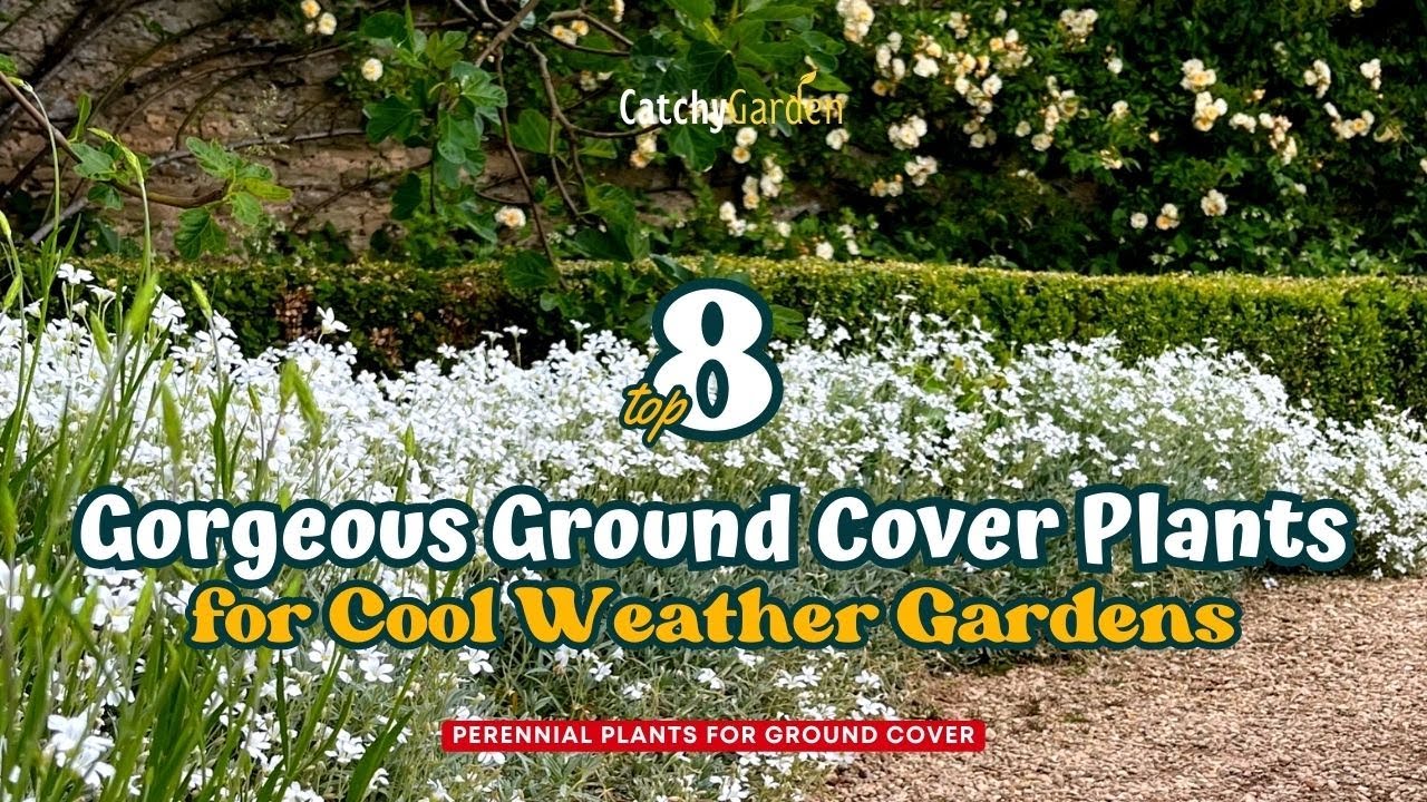 8 Gorgeous Ground Cover Plants for Cool Weather Gardens 🌺🍃🌸 - YouTube