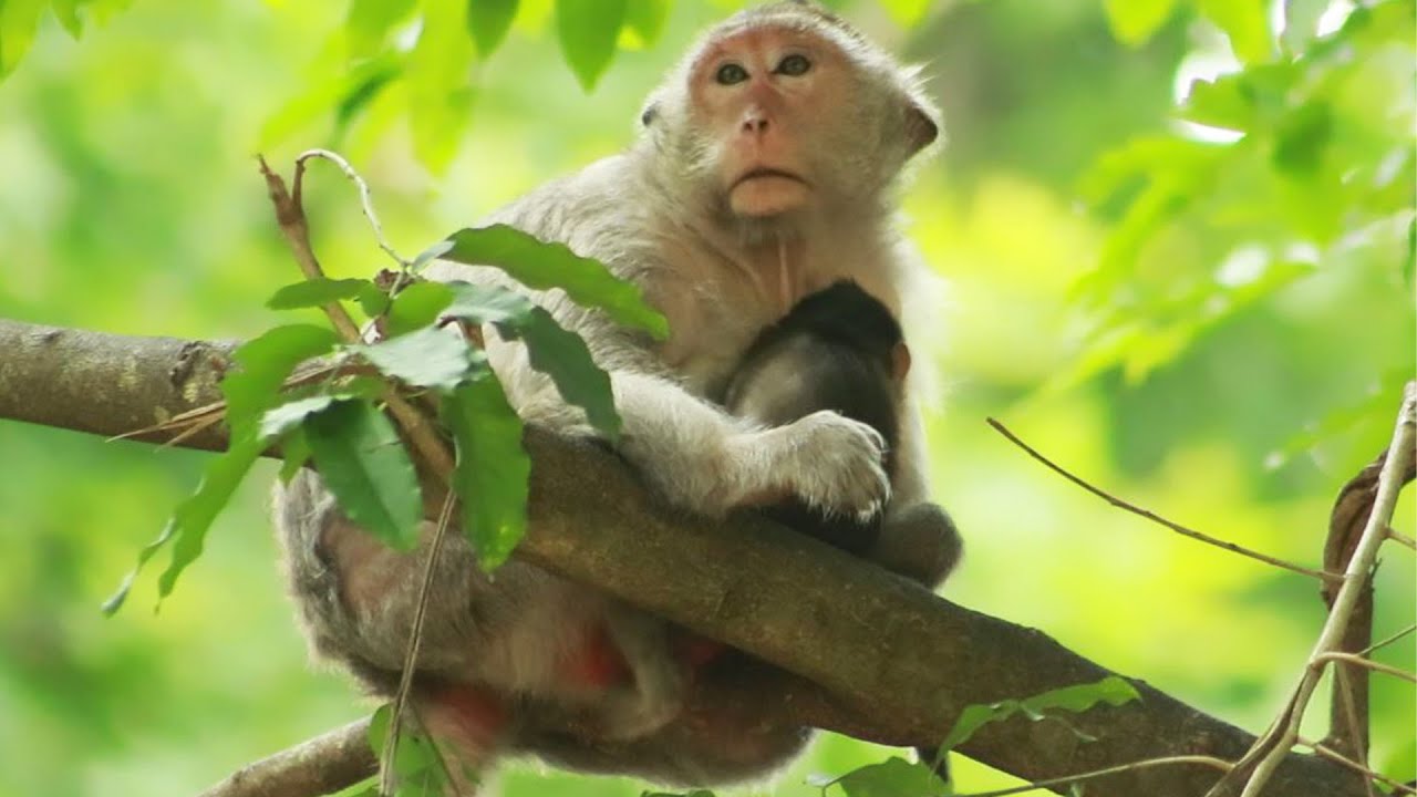 Mama Scarlet Give Milk to Young Sann Until Sleep on Tree on July8,2024 ...