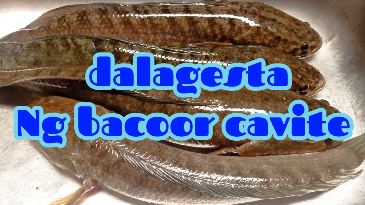 The SNAKEHEAD FISH hunter in BACOOR CAVITE PHILIPPINES - YouTube
