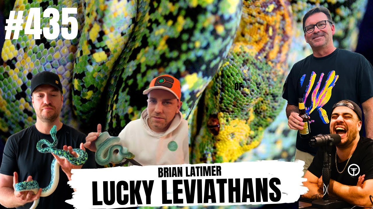 Brian Latimer's biggest learning curve when breeding Green Tree Pythons ...