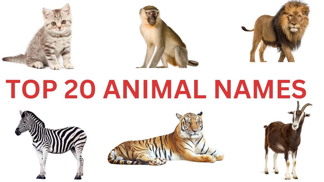 Top 20 Animal Names with Images l Names in English - YouTube