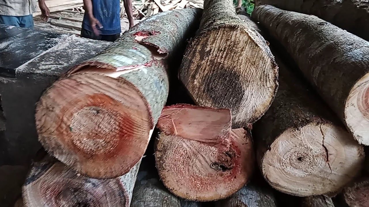 Menggergaji KAYU ALBA MERAH untuk balok kaso & papan. - YouTube