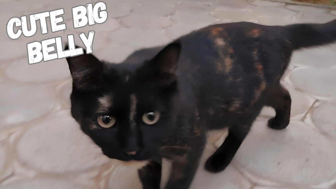 Wonderful Tortoiseshell Cat With a Big Belly Full of Kittens - YouTube
