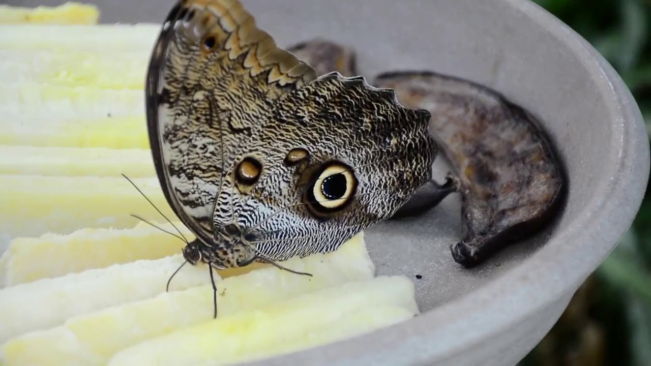 From Chrysalis to Flight - YouTube