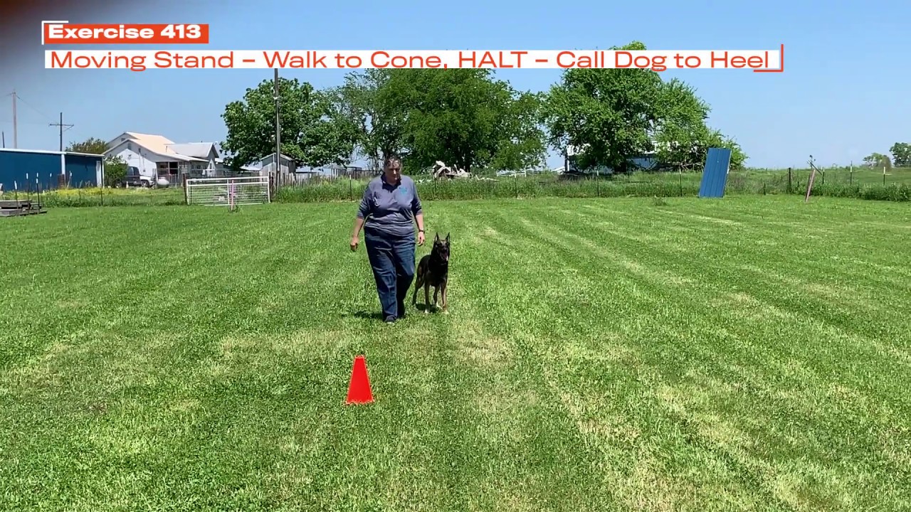 UKC Rally Exercises 413 & 414: Moving Stand/Moving Sit – Walk to Cone ...