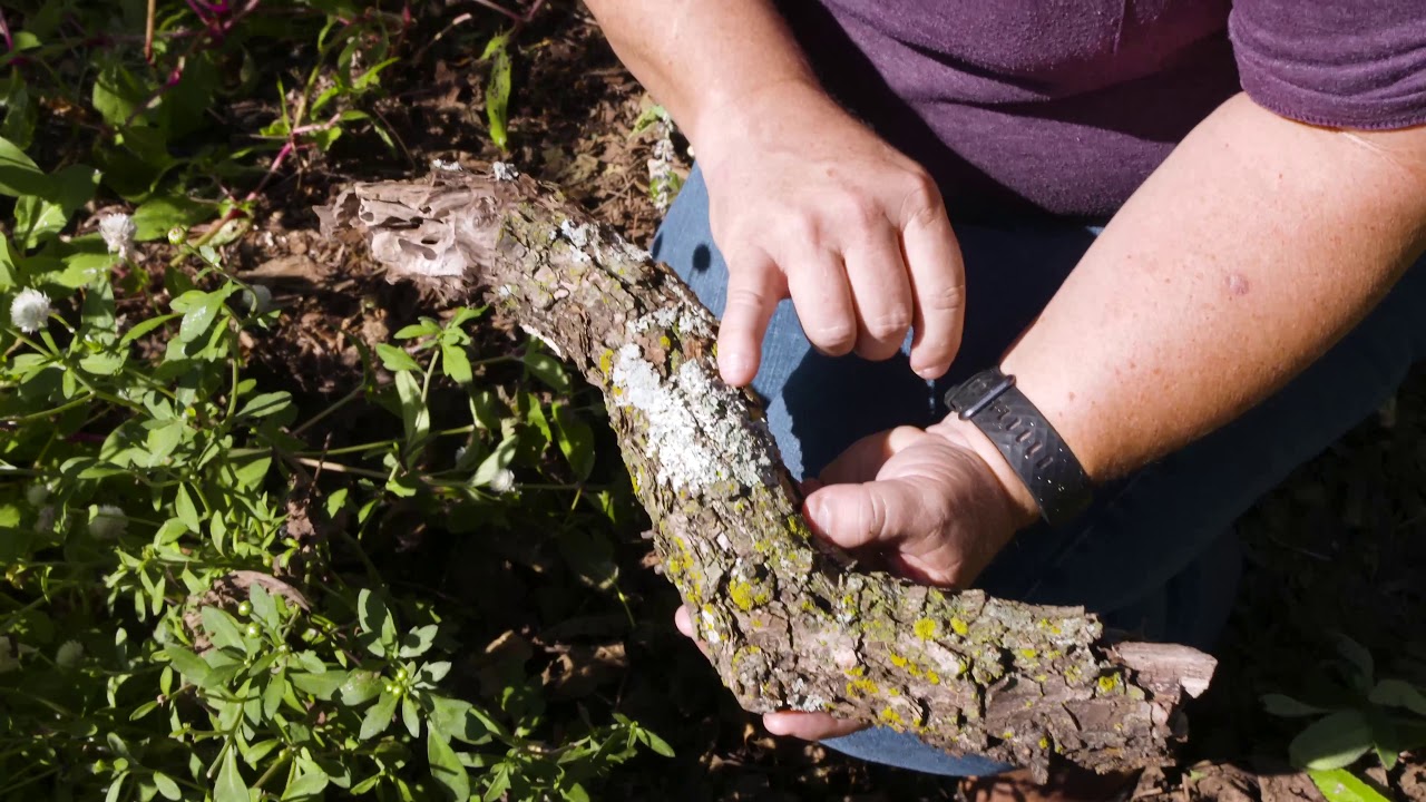 Symbiotic Mutualism Plant Relationship - YouTube