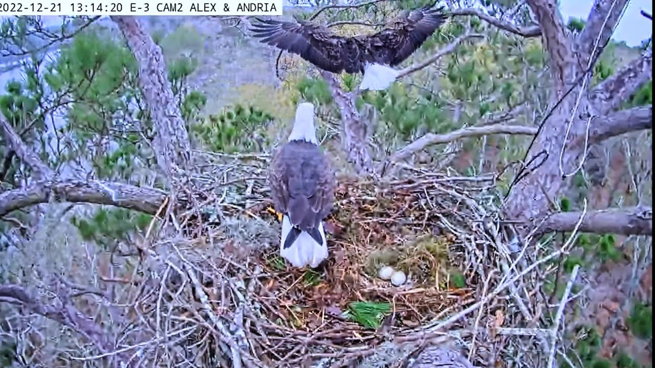🌸 ALEX AND ANDRIA FIX ONE TWIG. KISATCHIE NATIONAL FOREST E3 NEST CAM ...