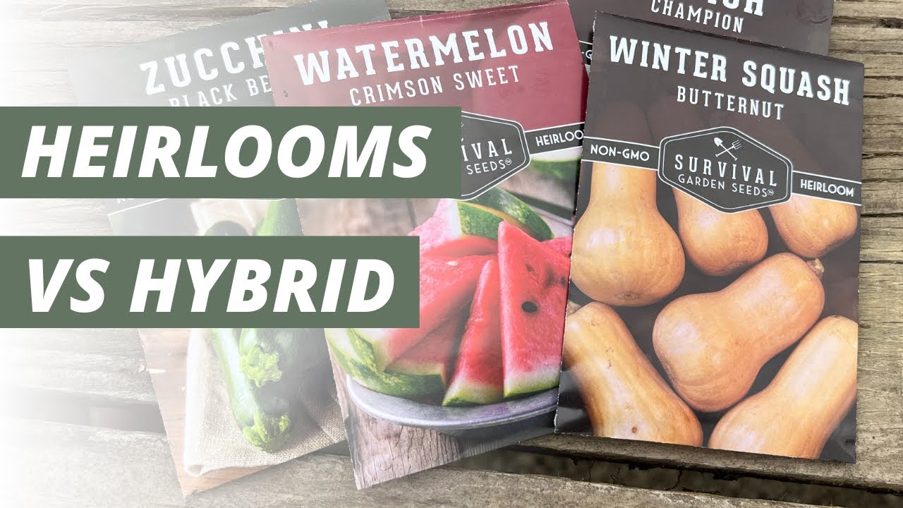 Planting Heirloom vs Hybrid Seeds & How to Decide Which is Best! - YouTube