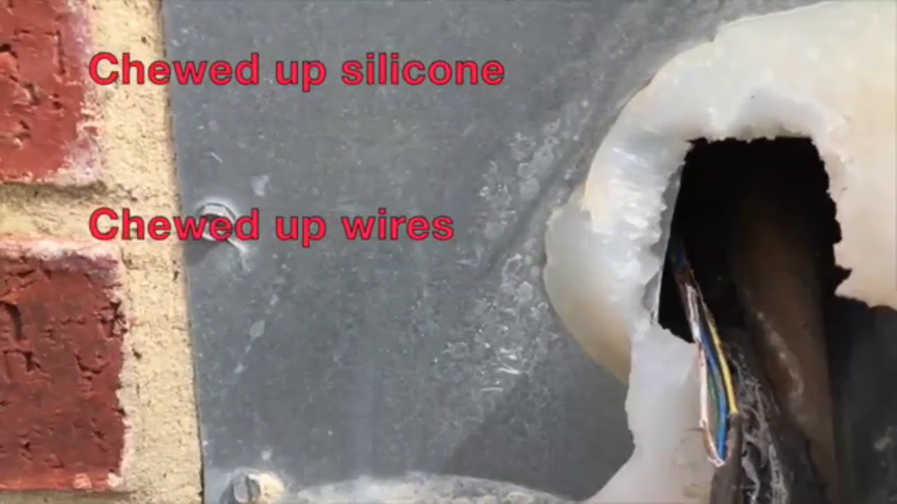 How Wildlife Animals Invade Your Home Warning SHOCKING - YouTube