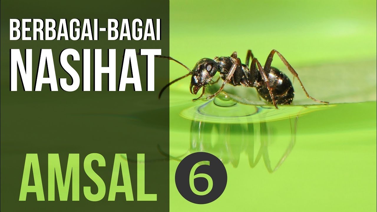AMSAL 6 - BERBAGAI-BAGAI NASIHAT - AUDIO BIBLE INDONESIA - YouTube