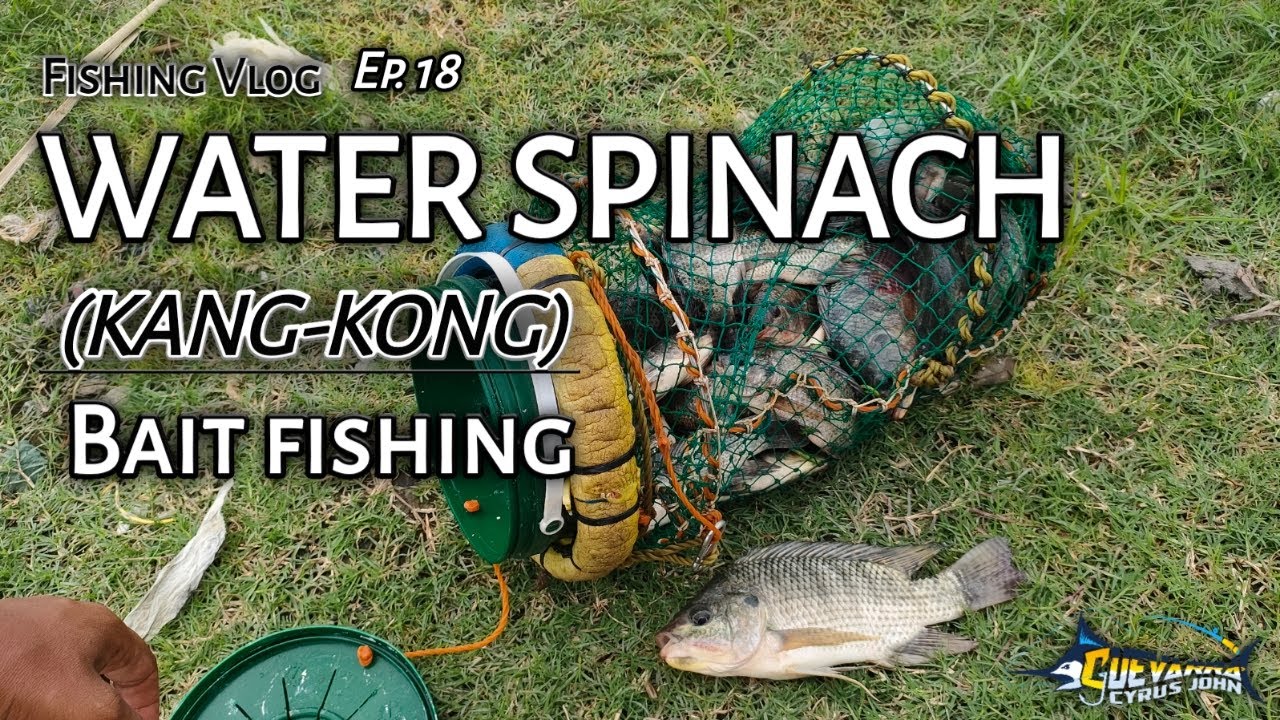 Water spinach (kangkong) bait fishing | Fishing Vlog Ep.18 - YouTube