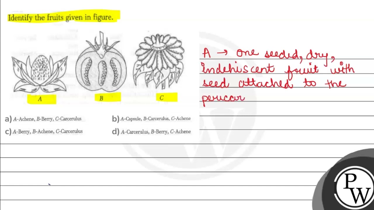 Achene Fruit