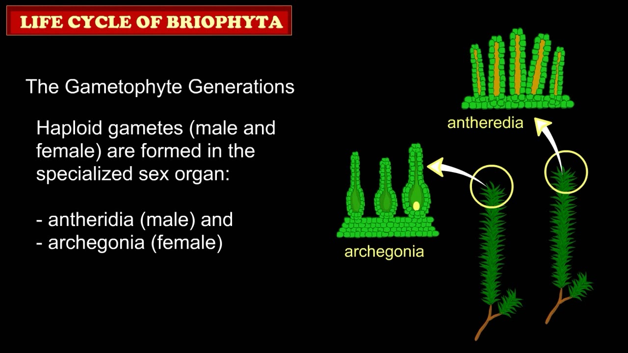 THE LIFE CYCLE OF BRYOPHYTE - YouTube