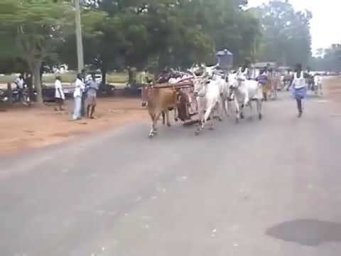 Best Rackla Race in Madurai - YouTube