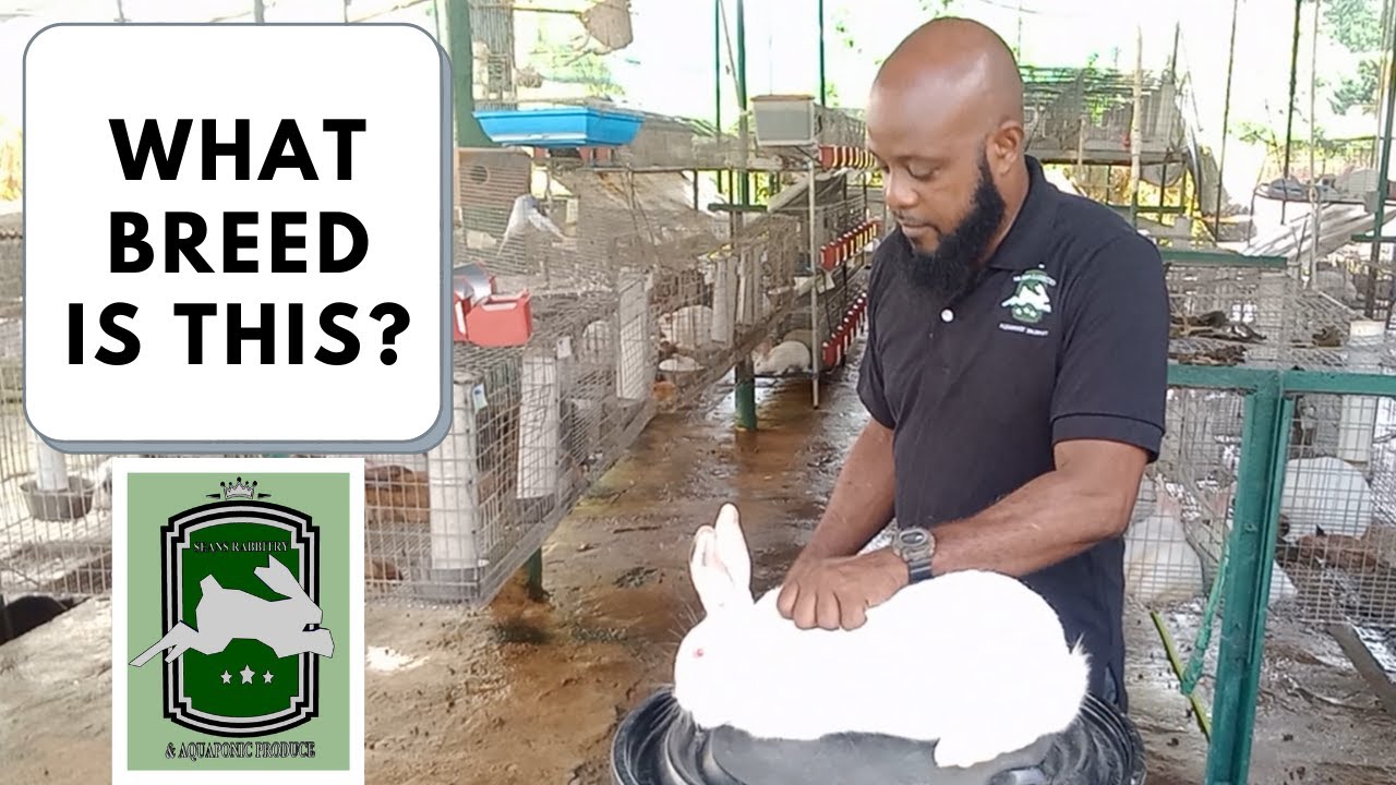 Trinidad Rabbit Farming - What Breed Is This? - YouTube