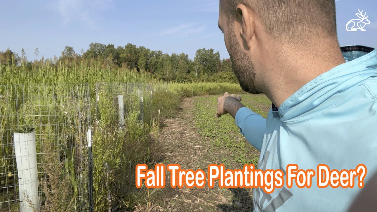 Fall Tree Plantings For Deer - YouTube